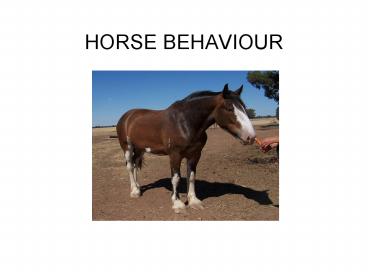 HORSE BEHAVIOUR presentation | free to view