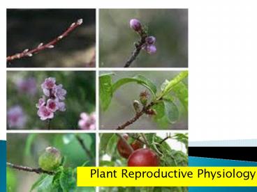 Plant Reproductive Physiology presentation | free to view