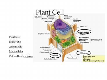 Plant Cell presentation | free to download