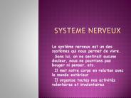 PPT – Lanatomie du systme nerveux PowerPoint presentation | free to ...