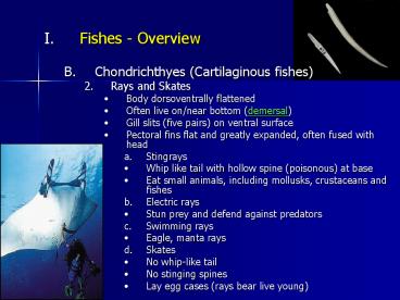 PPT – Fishes - Overview PowerPoint presentation | free to download - id ...