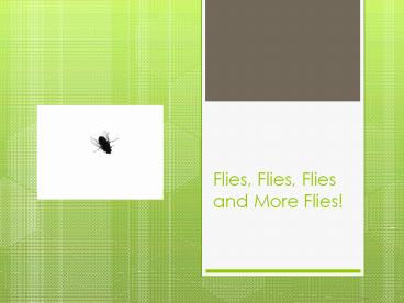 Flies, Flies, Flies and More Flies presentation | free to download