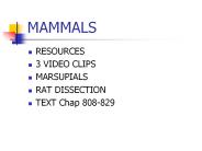 PPT – Mammals PowerPoint presentation | free to view - id: 6392e-YWMwY