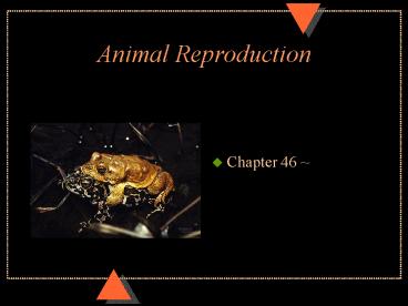 PPT – Animal Reproduction PowerPoint presentation | free to view - id ...