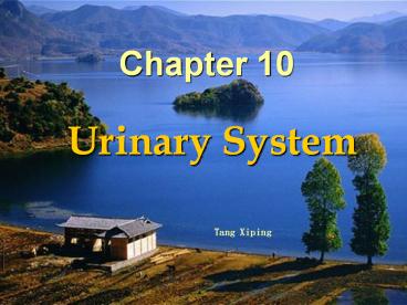 Urinary System presentation | free to view