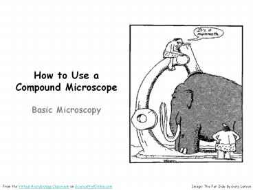 How to Use a Compound Microscope Basic Microscopy presentation | free ...