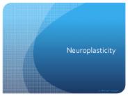 PPT – Neuroplasticity PowerPoint presentation | free to view - id ...