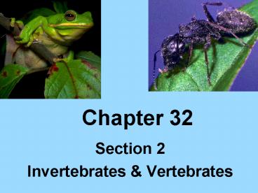 Invertebrates presentation | free to view