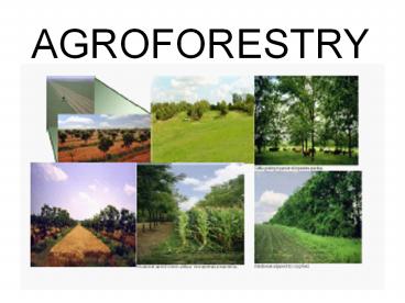 PPT – AGROFORESTRY PowerPoint presentation | free to download - id ...