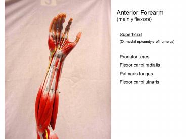Anterior Forearm (mainly flexors) presentation | free to view