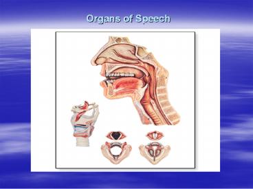 Organs of Speech presentation | free to download