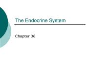 PPT – Endocrine System PowerPoint presentation | free to download - id ...