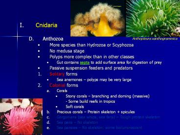 PPT – Cnidaria PowerPoint presentation | free to download - id: 69af6c-NmNhM