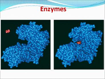 Enzymes presentation | free to download