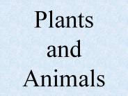 PPT – How Are Plants and Animals Different? PowerPoint presentation ...