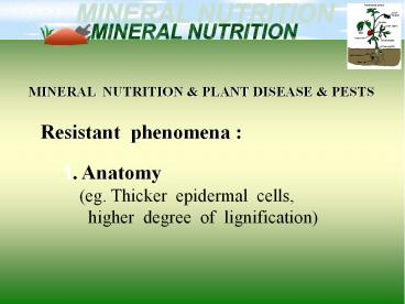PPT – MINERAL NUTRITION PowerPoint presentation | free to download - id ...