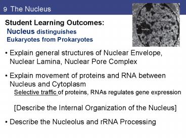 PPT – 9 The Nucleus PowerPoint presentation | free to view - id: 6b2885 ...