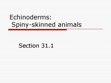 PPT – Echinoderms: Spiny-skinned animals PowerPoint presentation | free ...