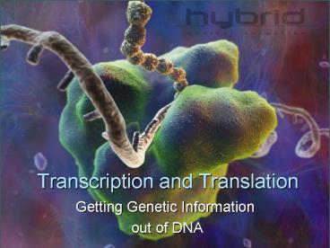 Transcription and Translation presentation | free to view