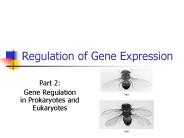 PPT – Gene Regulation in Eukaryotes PowerPoint presentation | free to ...