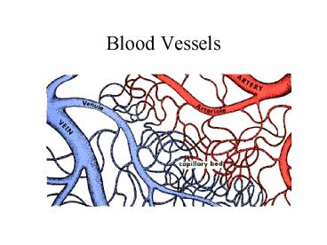 Blood Vessels presentation | free to download