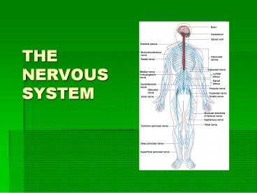 THE NERVOUS SYSTEM presentation | free to view