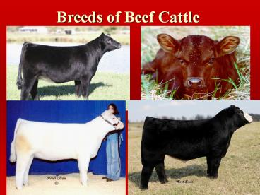 Breeds of Beef Cattle presentation | free to download