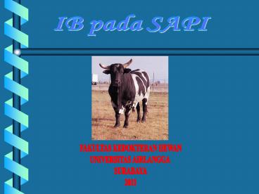 IB pada SAPI presentation | free to view