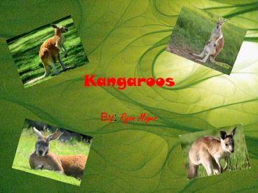 PPT – Kangaroos PowerPoint presentation | free to view - id: 6f039f-NzBhM