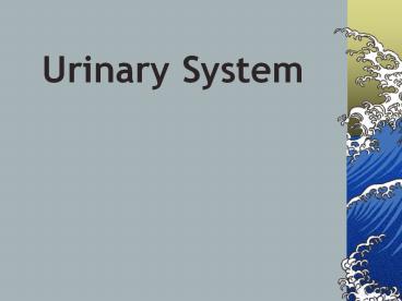 Urinary System presentation | free to download