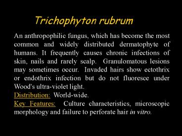 Trichophyton rubrum presentation | free to view