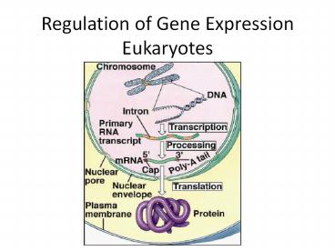 Regulation of Gene Expression Eukaryotes presentation | free to view
