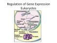 PPT – Gene Regulation in Eukaryotes PowerPoint presentation | free to ...