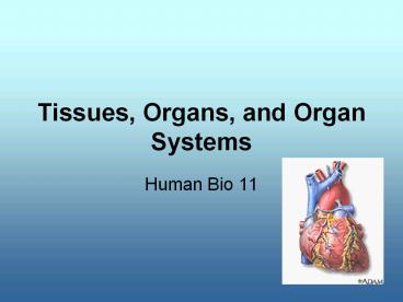 Ppt Cells Tissues Organs And Systems Powerpoint A Guide To The