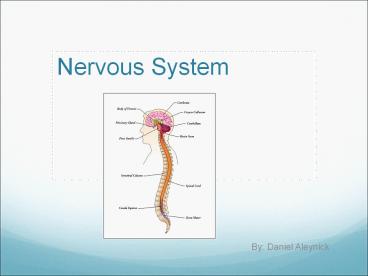 PPT – Nervous%20System PowerPoint presentation | free to download - id ...