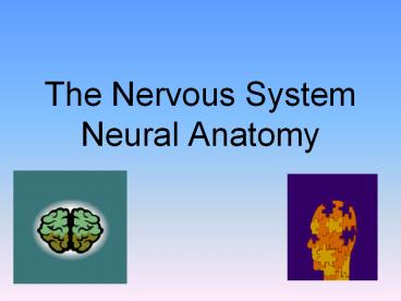 The Nervous System Neural Anatomy presentation | free to download