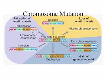 Chromosome Mutation presentation | free to download