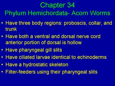 Chapter 34 Phylum Hemichordata- Acorn Worms presentation | free to view