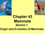 PPT – Mammals PowerPoint presentation | free to view - id: 6392e-YWMwY