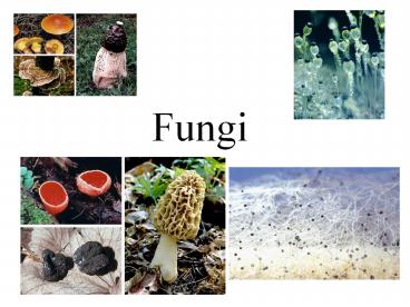 Fungi presentation | free to download