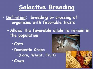 Selective Breeding presentation | free to view