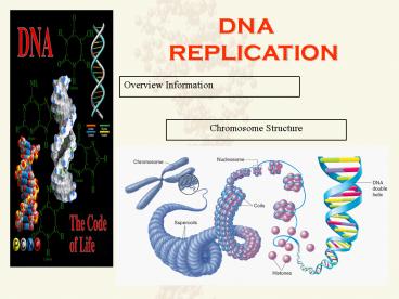 PPT – DNA REPLICATION PowerPoint presentation | free to download - id ...