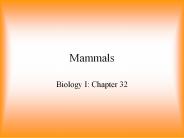 PPT – Mammals PowerPoint presentation | free to view - id: 6392e-YWMwY