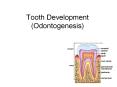 PPT – Tooth Development (Odontogenesis) PowerPoint presentation | free ...