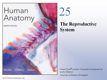 PPT – The Reproductive System PowerPoint presentation | free to ...