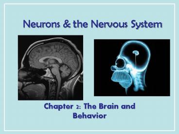 Neurons presentation | free to view