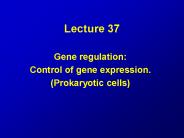 PPT – Gene Regulation in Eukaryotes PowerPoint presentation | free to ...