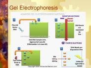 PPT – ELECTROPHORESIS PowerPoint presentation | free to view - id ...