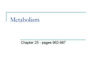 PPT – Chapter 34 Energy and Metabolism I: Digestion PowerPoint ...