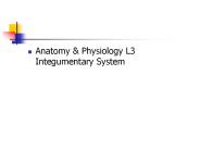 PPT – The Anatomy of the Integumentary System-Skin PowerPoint ...
